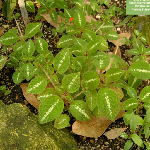 Flame Violet (Episcia Cupreata) Plant Care & How to Grow, Water