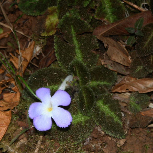 Episcia Lilacina Plant Care & How to Grow, Water