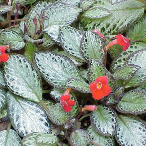 Flame Violets (Episcia) Plant Care & How to Grow, Water