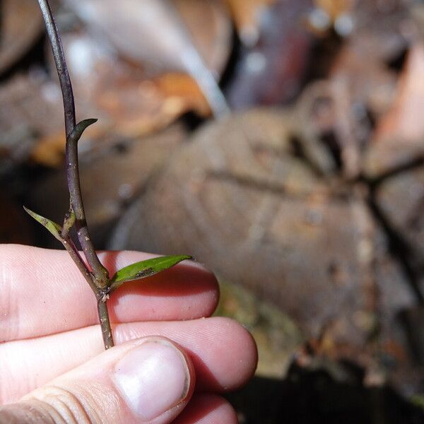 Epistephium Ellipticum Plant Care & How to Grow, Water