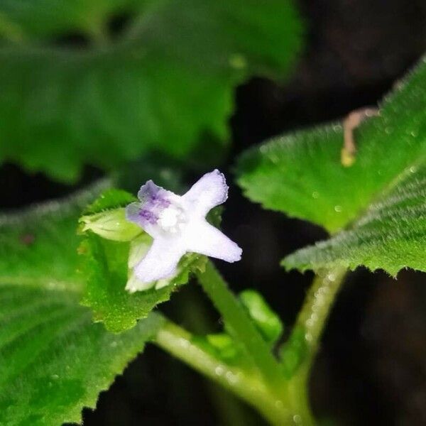 Fleshy Epithema (Epithema Carnosum) Plant Care & How to Grow, Water