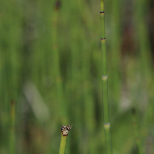 Horsetail (Equisetum Laevigatum) Plant Care & How to Grow, Water