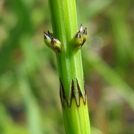 Marsh Horsetail (Equisetum Palustre) Plant Care & How to Grow, Water