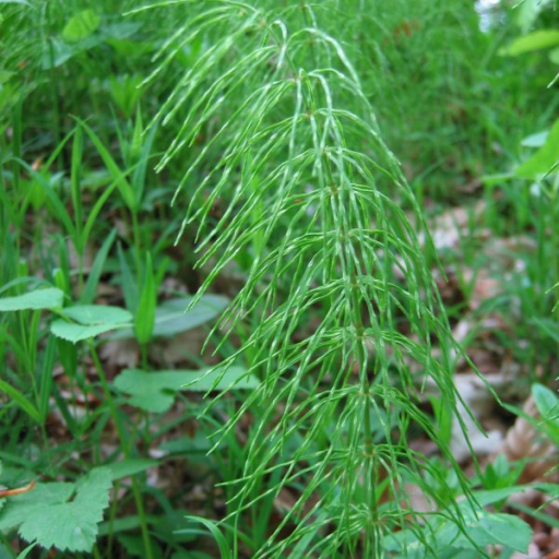 Meadow Horsetail (Equisetum Pratense) Plant Care & How to Grow, Water
