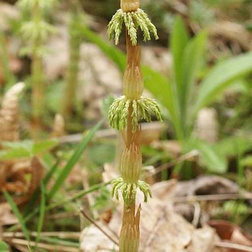 Wood Horsetail (Equisetum Sylvaticum) Plant Care & How to Grow, Water