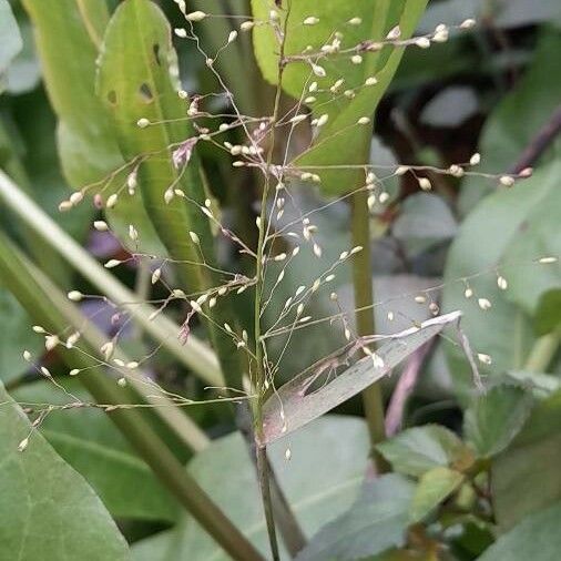 Darnel Lovegrass (Eragrostis Airoides) Care Guide: Water, Soil ...