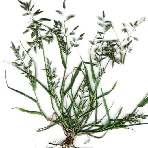 Candy Grass (Eragrostis Cilianensis) Plant Care & How to Grow, Water