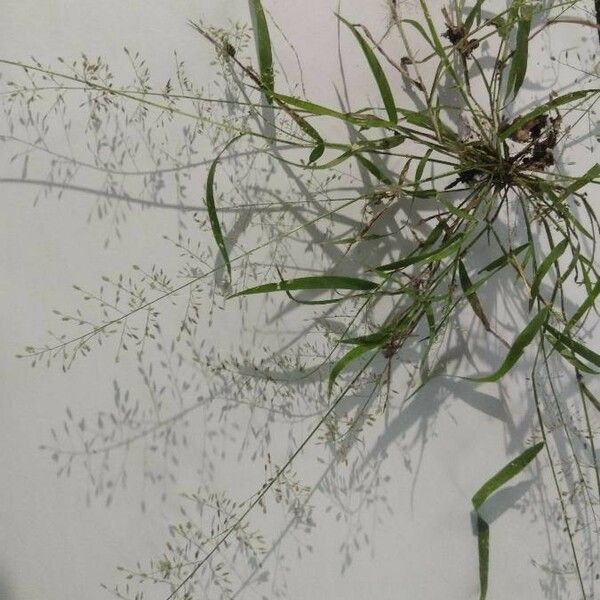 Small Stink Grass (Eragrostis Minor) Care Guide: Water, Soil ...