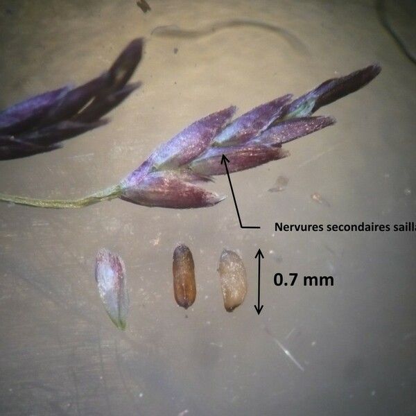 Japanese Lovegrass (Eragrostis Multicaulis) Plant Care & How to Grow, Water