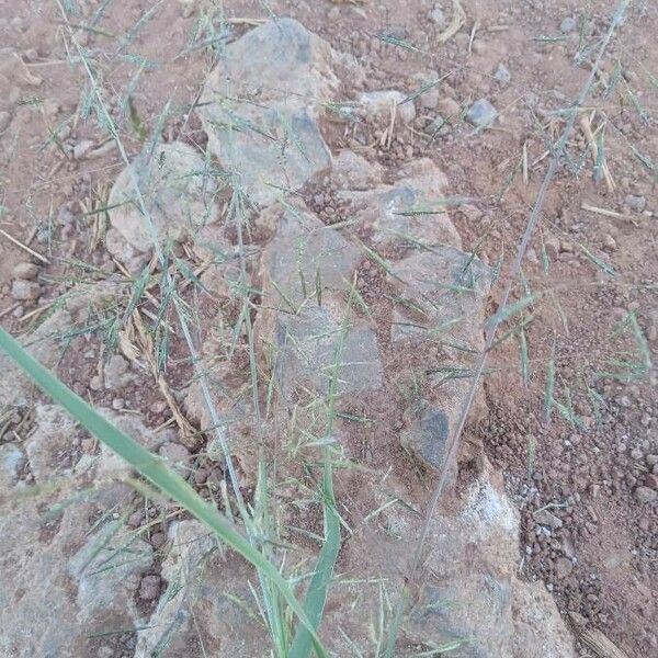 Thalia Lovegrass (Eragrostis Papposa) Care Guide: Water, Soil ...