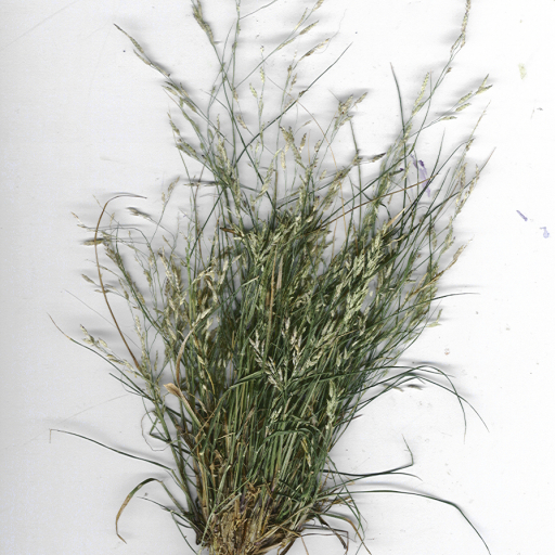 Carolina Lovegrass (Eragrostis Pectinacea) Plant Care & How to Grow, Water