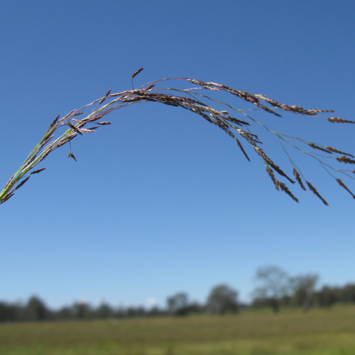 White Leadtree (Leucaena Leucocephala) Plant Care & How to Grow, Water