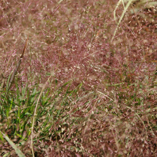 Purple Love Grass (Eragrostis Spectabilis) Plant Care & How to Grow, Water