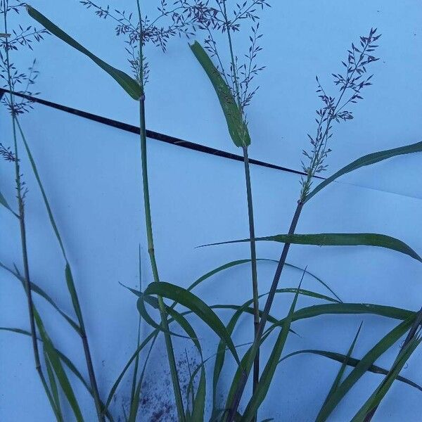 Bug's Egg Grass (Eragrostis Tenella) Plant Care & How to Grow, Water