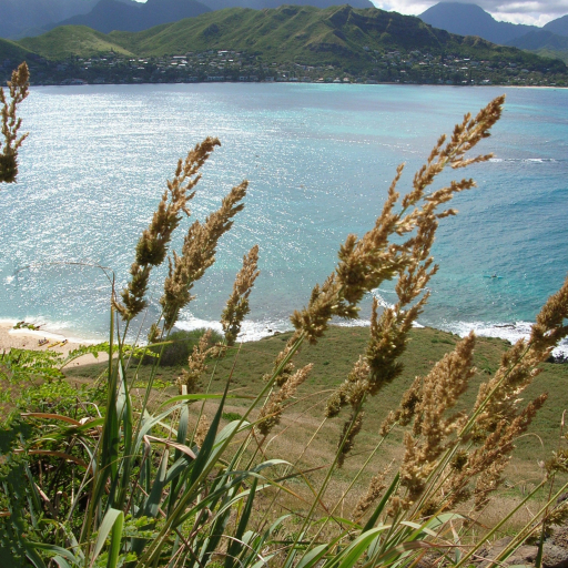 Kawelu (Eragrostis Variabilis) Plant Care & How to Grow, Water