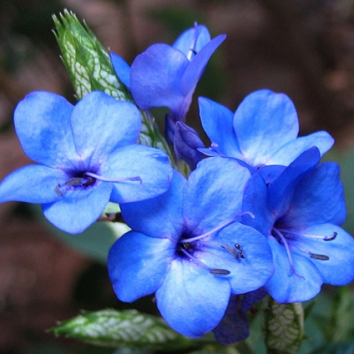 Blue-Sage (Eranthemum Pulchellum) Plant Care & How to Grow, Water