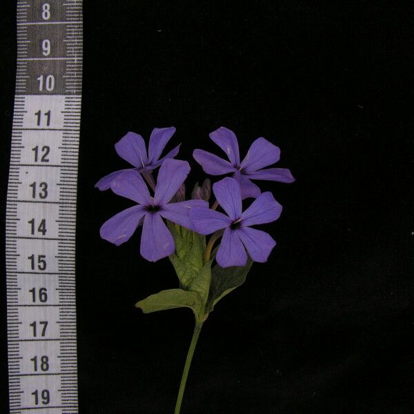 Eranthemum Purpurascens Plant Care & How to Grow, Water