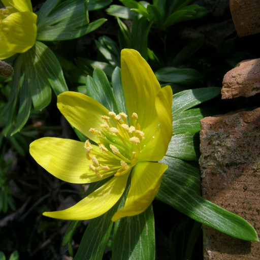 Winter Aconite (Eranthis Hyemalis) Plant Care & How to Grow, Water