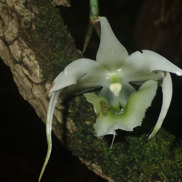 Erasanthe Henrici Care Guide: Water, Soil & Propagation - Plantiary