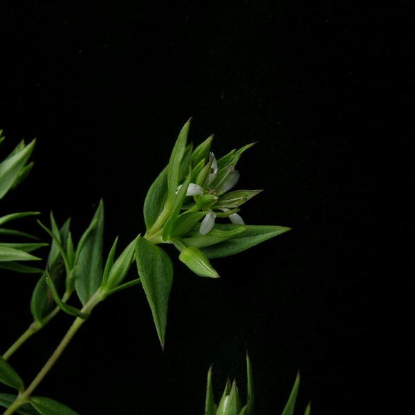 Eremogone Mukerjeeana Care Guide: Water, Soil & Propagation - Plantiary