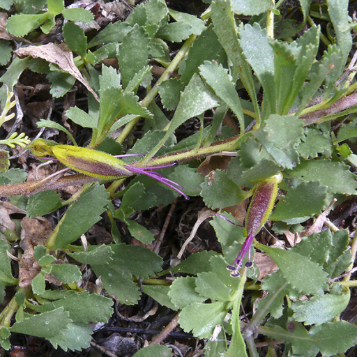 Prostrate Eremophila (Eremophila Biserrata) Care Guide: Water, Soil ...