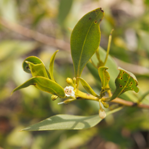 Amulla (Eremophila Debilis) Plant Care & How to Grow, Water