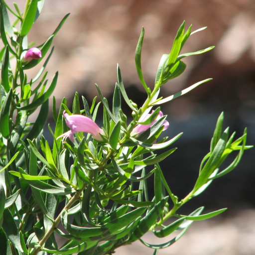 Spreading Emu-Bush (Eremophila Divaricata) Care Guide: Water, Soil ...