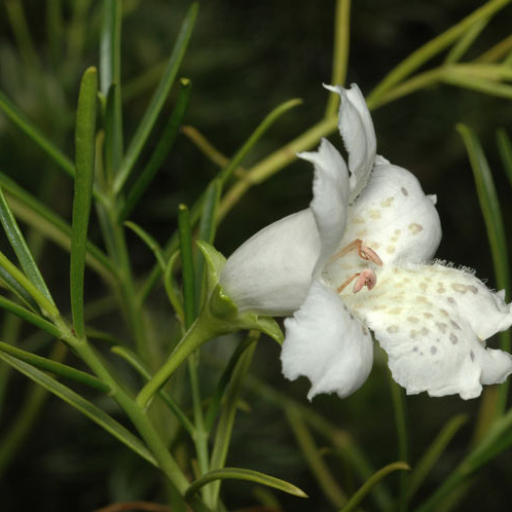 Flowering Lignum (Eremophila Polyclada) Plant Care & How to Grow, Water