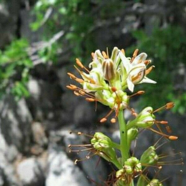 Foxtail Lily (Eremurus Spectabilis) Plant Care & How to Grow, Water
