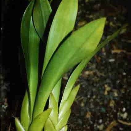 Eria Aeridostachya Care Guide: Water, Soil & Propagation - Plantiary