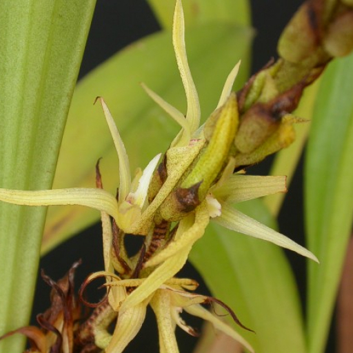 Eria Javanica Care Guide: Water, Soil & Propagation - Plantiary