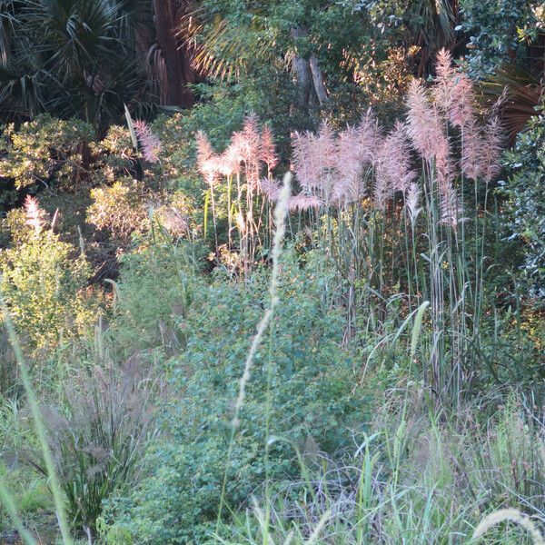 Sugarcane Plumegrass (Erianthus Giganteus) Plant Care & How to Grow, Water