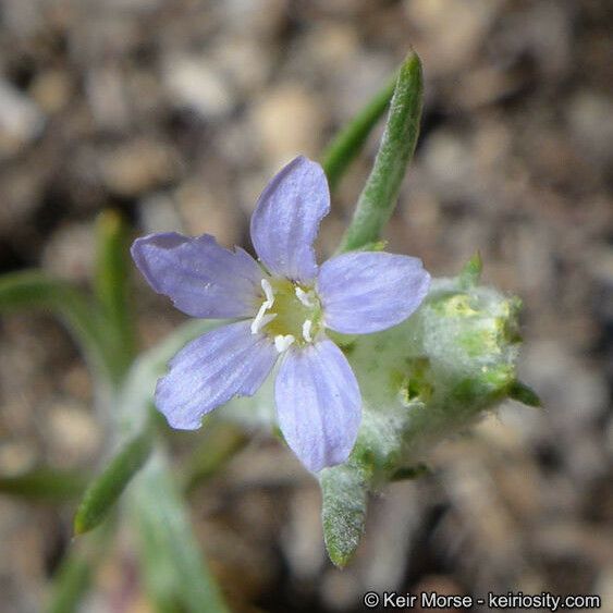 Great Basin Woollystar (Eriastrum Signatum) Plant Care & How to Grow, Water