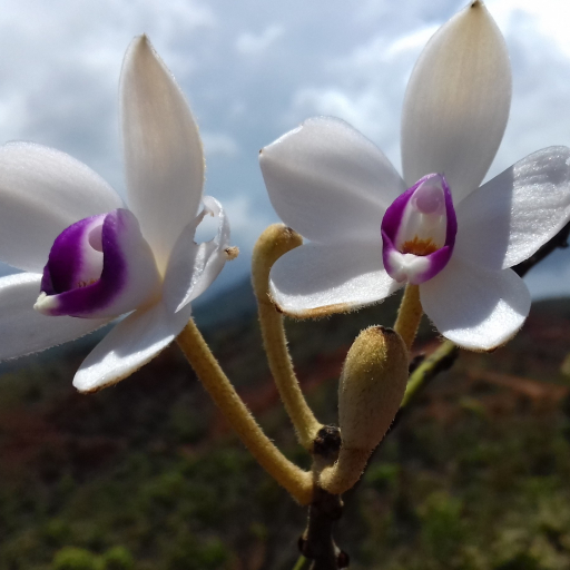 Caledonian Orchid (Eriaxis Rigida) Care Guide: Water, Soil ...