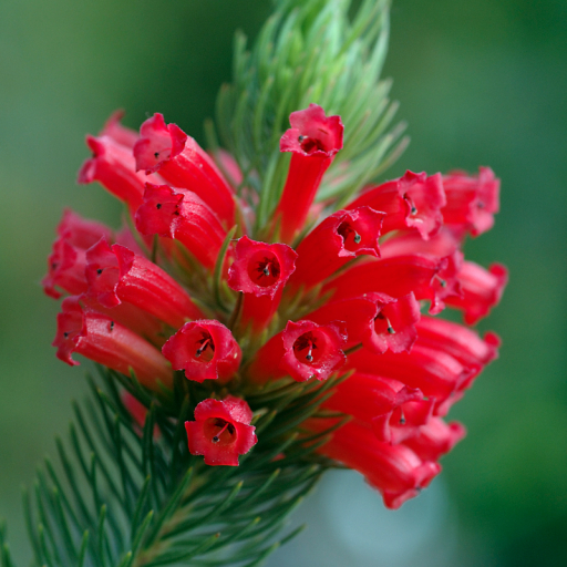 Red Heath (Erica Abietina) Plant Care & How to Grow, Water