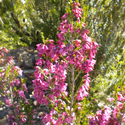 Spanish Heath (Erica Australis) Plant Care & How to Grow, Water