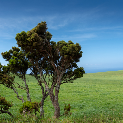 Azorean Heather (Erica Azorica) Plant Care & How to Grow, Water