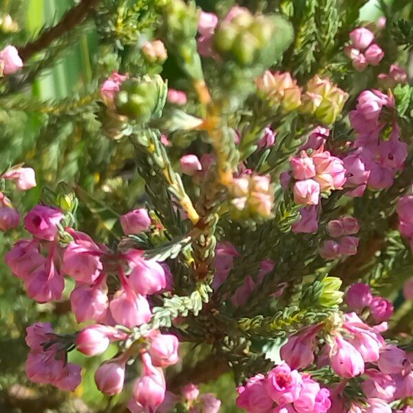 Berry Heath (Erica Baccans) Plant Care & How to Grow, Water