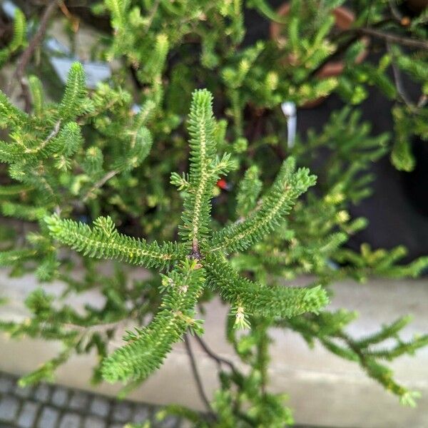 Hairy-Tube Heath (Erica Brachialis) Care Guide: Water, Soil ...