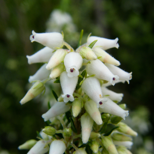 Water Heath (Erica Caffra) Plant Care & How to Grow, Water