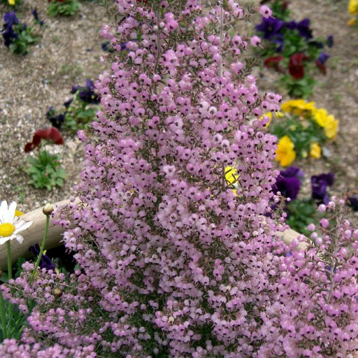 Christmas Heather (Erica Canaliculata) Plant Care & How to Grow, Water