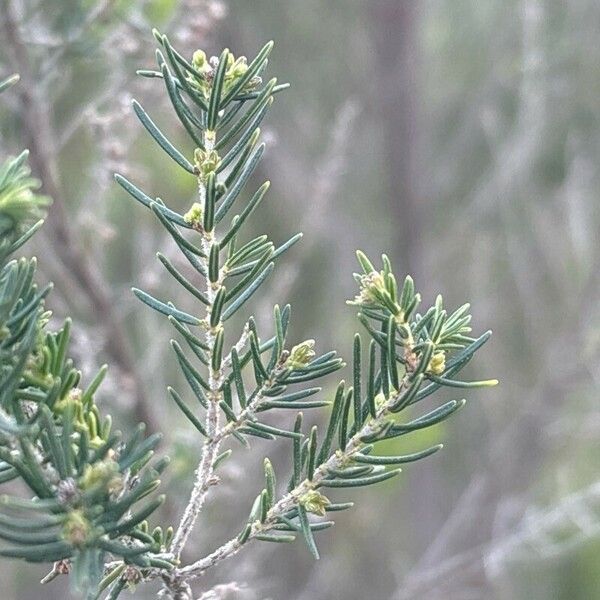 Canary Tree Heath (Erica Canariensis) Plant Care & How to Grow, Water