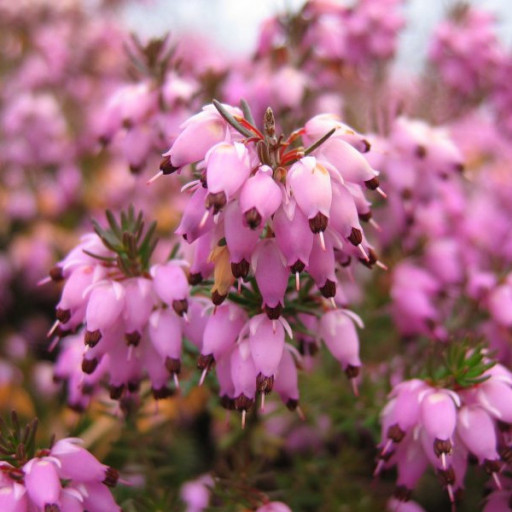Winter Heath (Erica Carnea) Plant Care & How to Grow, Water