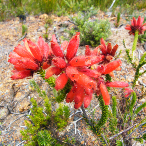 Fire Heath (Erica Cerinthoides) Care Guide: Water, Soil & Propagation ...