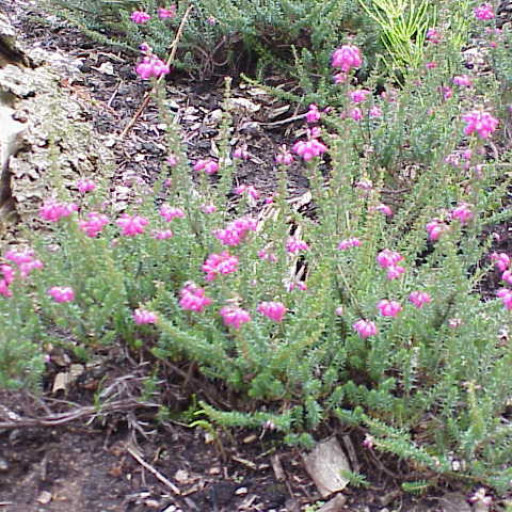 Bell Heather (Erica Cinerea) Plant Care & How to Grow, Water