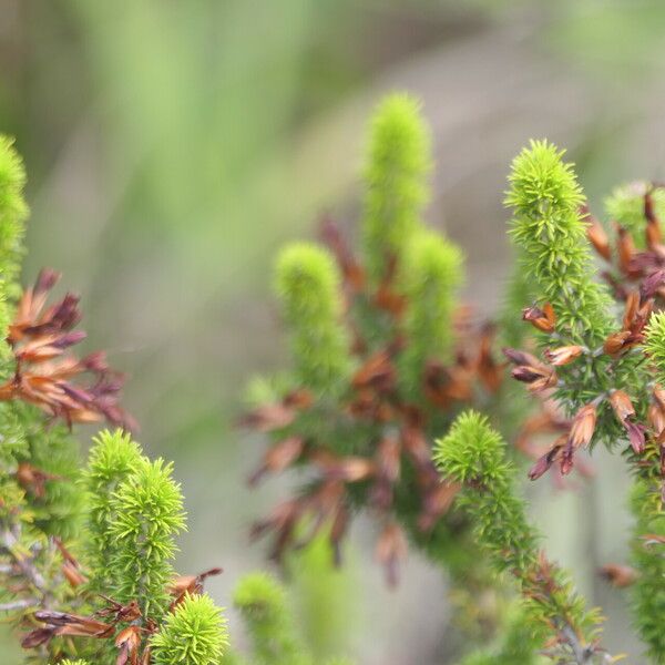 Red Heath (Erica Coccinea) Plant Care & How to Grow, Water