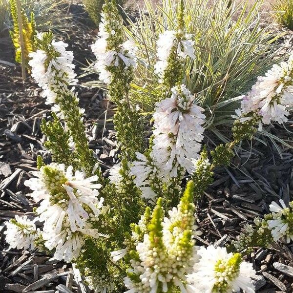 Portugal Laurel (Prunus Lusitanica) Plant Care & How to Grow, Water