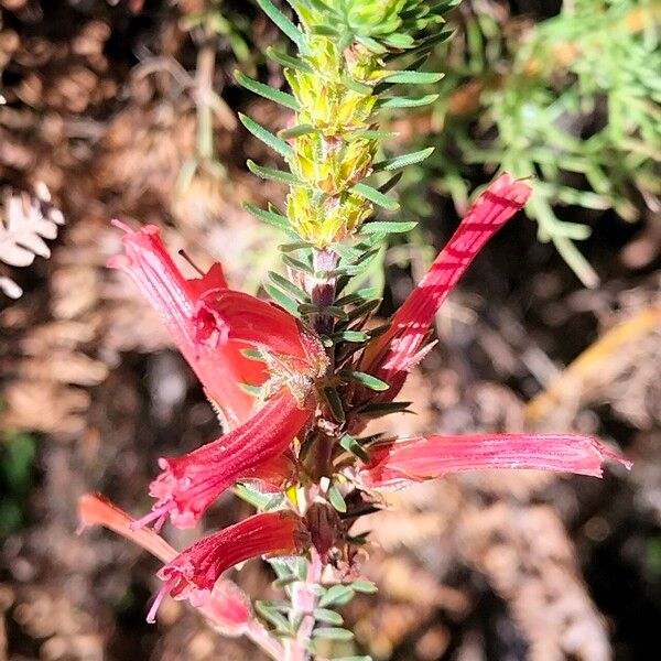 Erica Curviflora Plant Care & How to Grow, Water