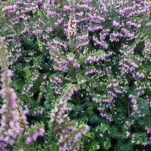 Darley Dale Heath (Erica × Darleyensis) Plant Care & How to Grow, Water