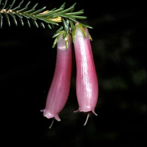 Heath (Erica Diaphana) Plant Care & How to Grow, Water